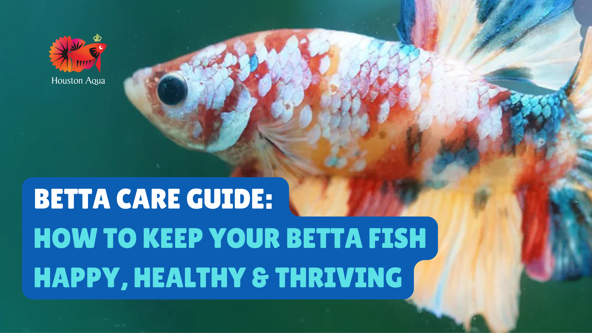 Betta Care Guide: How to Keep Your Betta Fish Happy, Healthy & Thriving ...
