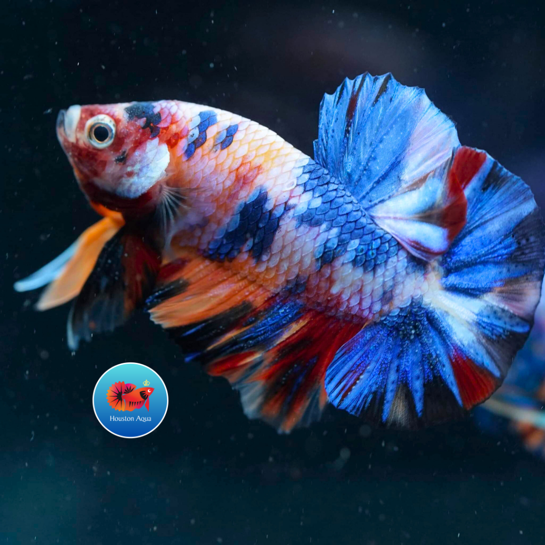 Nemo & Koi Betta – Houston Aqua