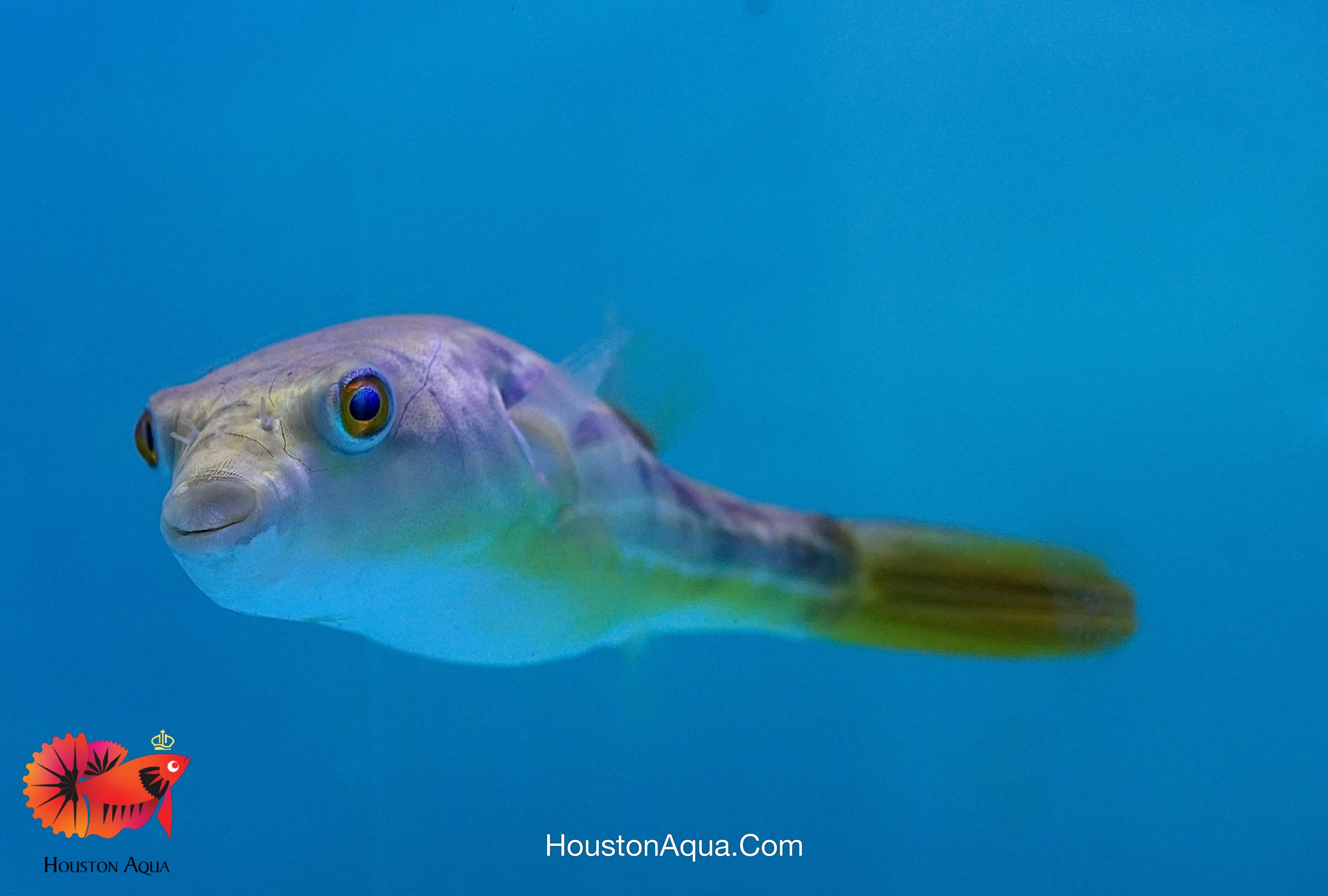 Puffer Fish – Houston Aqua