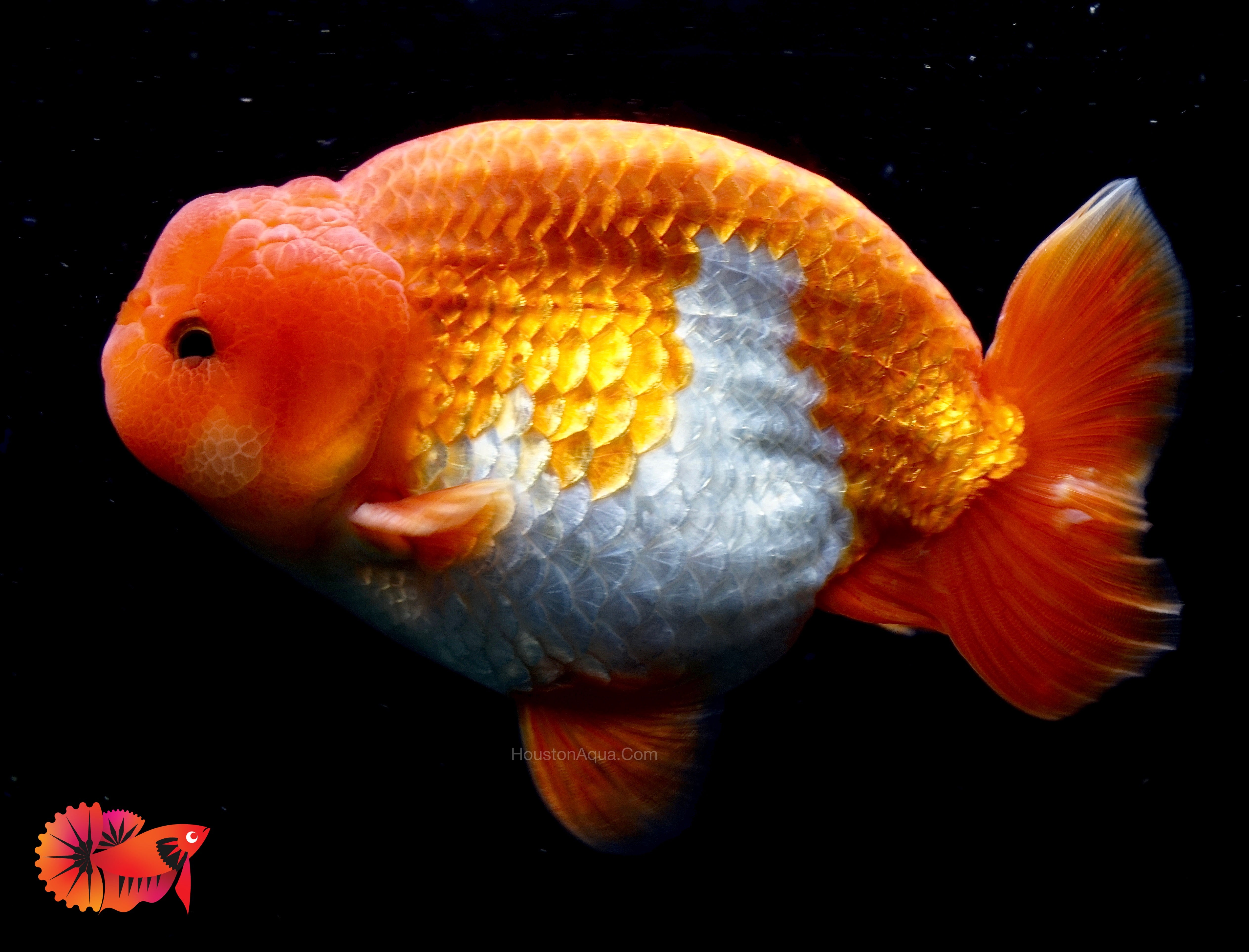 Goldfish – Houston Aqua