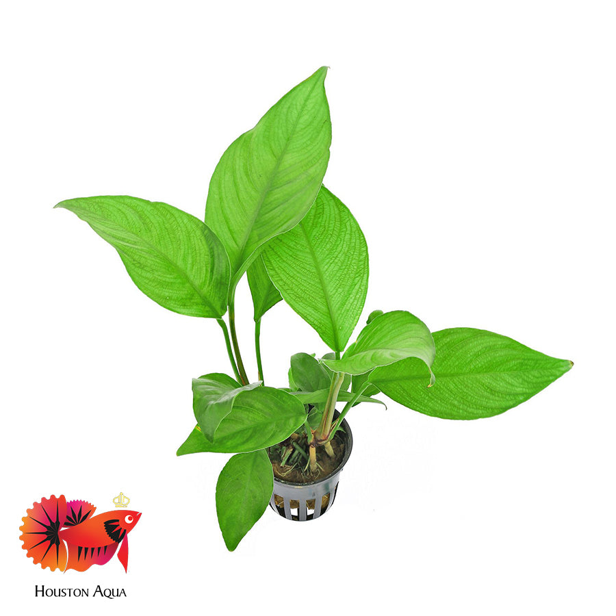 Freshwater Aquatic Plant Ship All USA - Houston Aqua – Houston Aqua