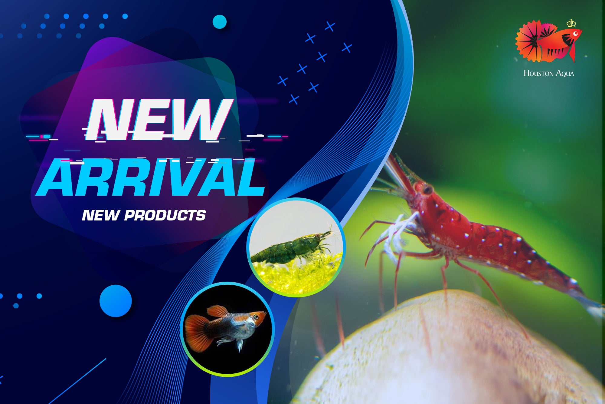 Houston Aqua - Tropical Fish Store