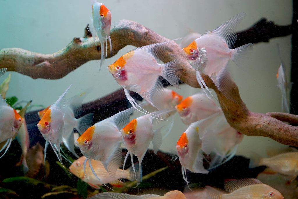 Albino Red Cap Angel Fish – Houston Aqua