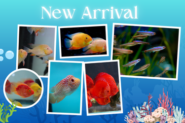 Houston Aqua - Tropical Fish Store
