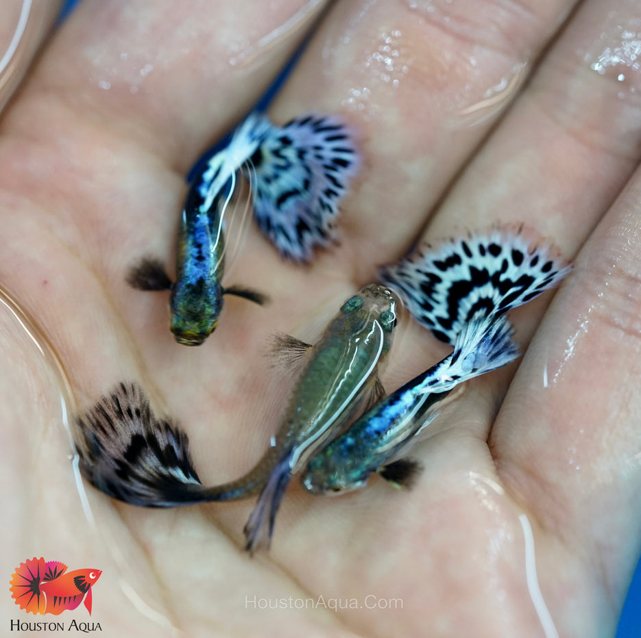 Houston Aqua - Tropical Fish Store