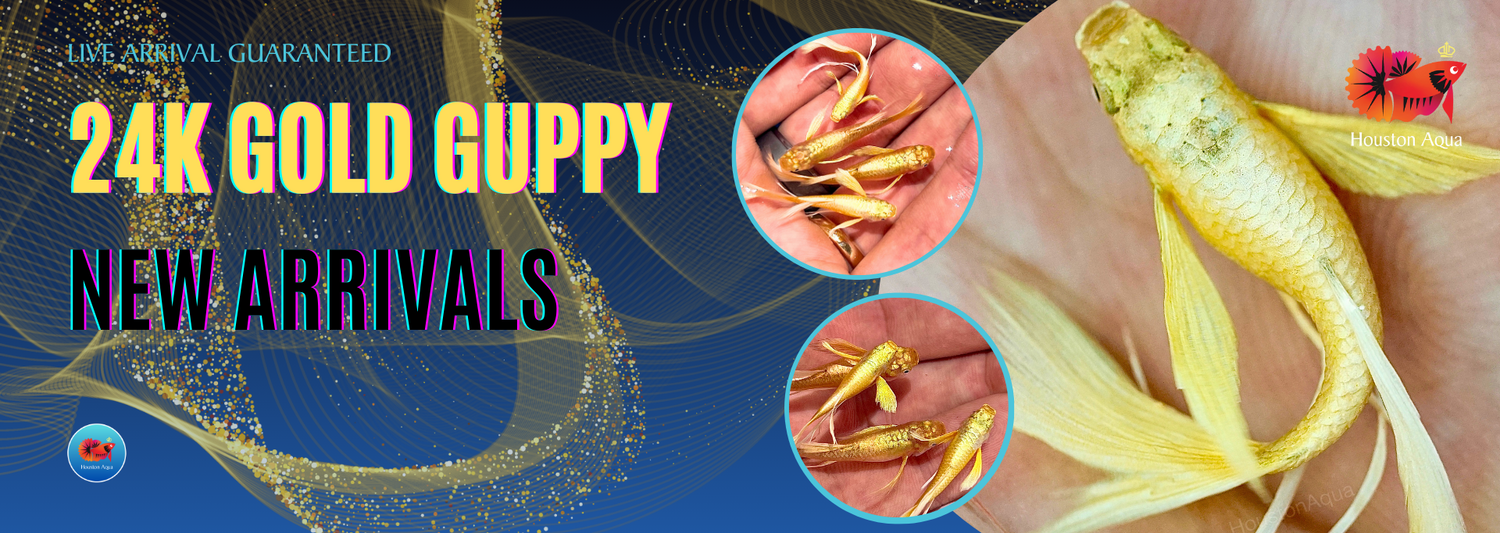 Houston Aqua - Tropical Fish Store