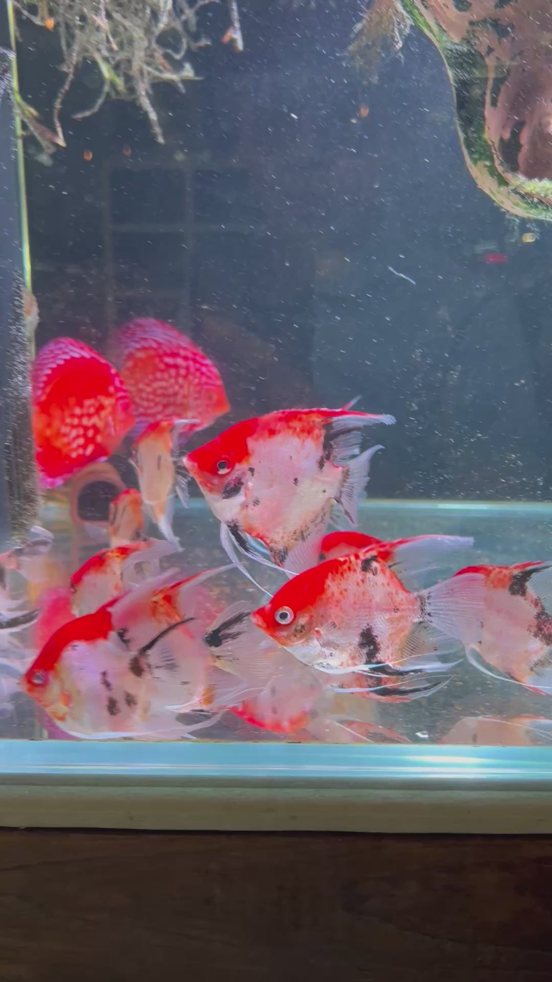 Red Devil Angel 4.5” – Houston Aqua