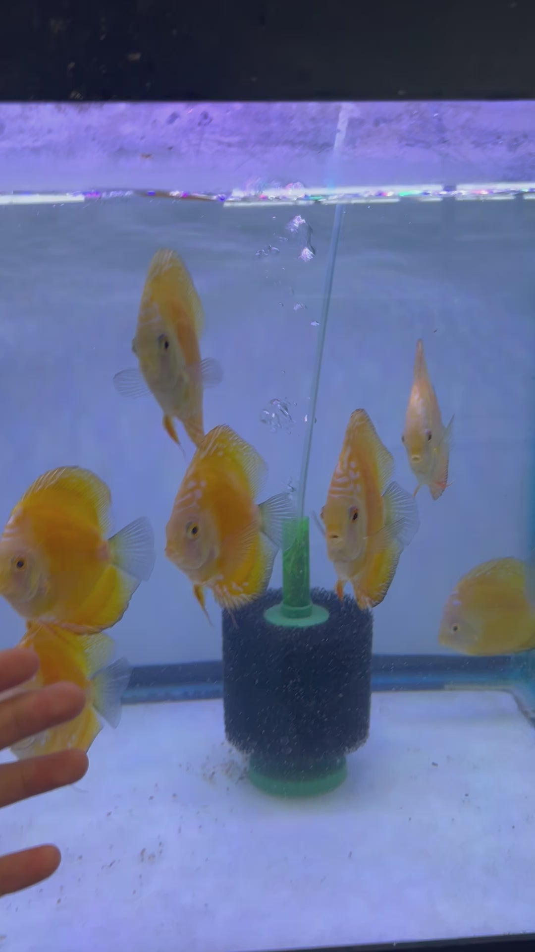 Yellow Panda Discus Fish 4”-4.5" High Quality Discus – Houston Aqua