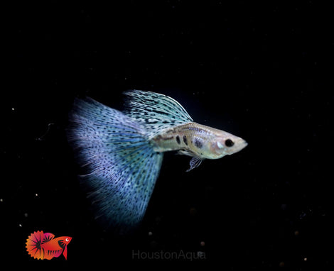 Houston Aqua - Tropical Fish Store