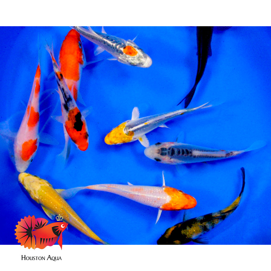 Standard Koi 3” – Houston Aqua