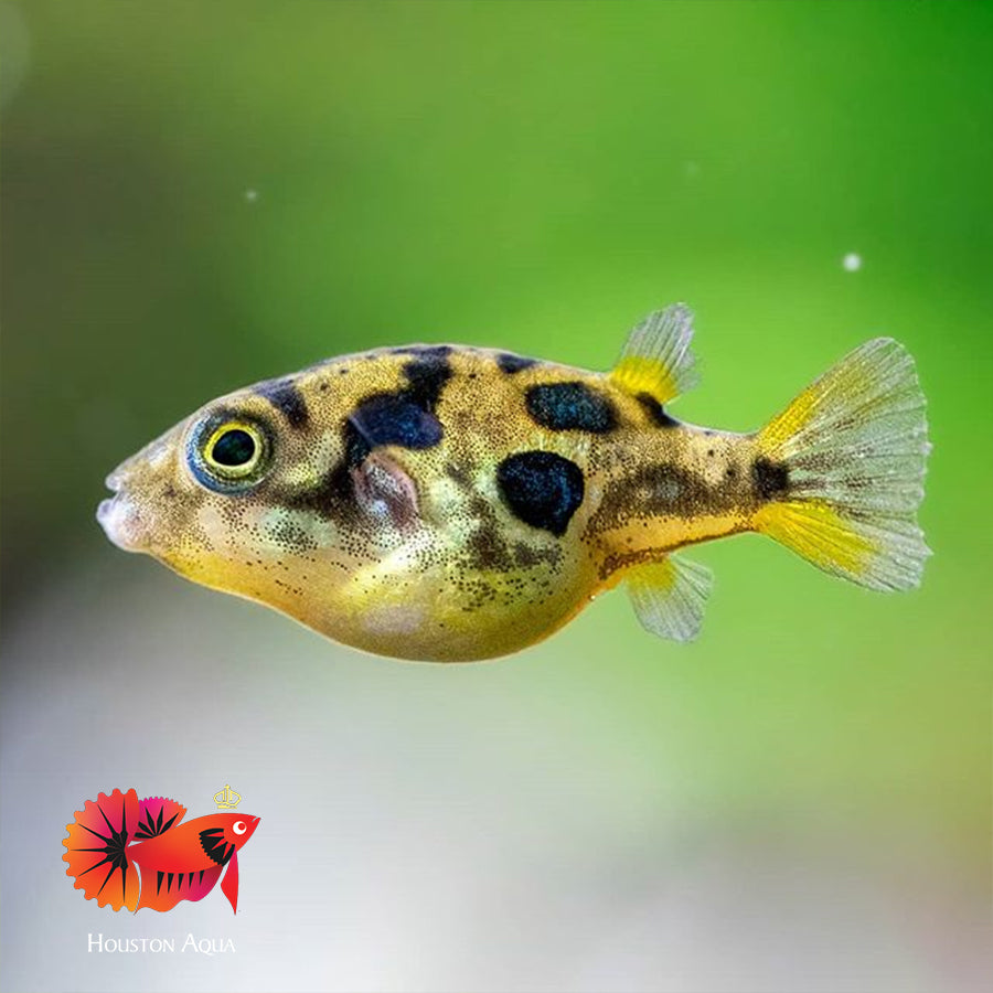 Dwarf Mini Puffer Fish - Pea Puffer – Houston Aqua