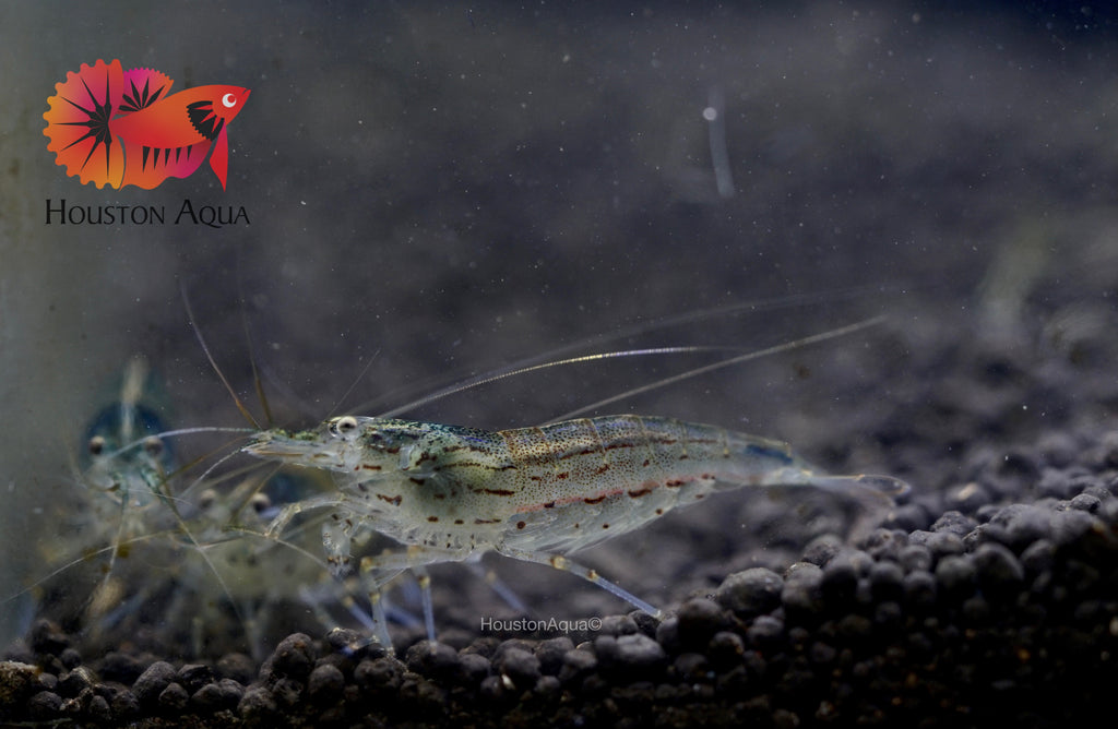 Candy Skittle MIXED COLORS - High Quality Neocaridina Freshwarter Shri ...