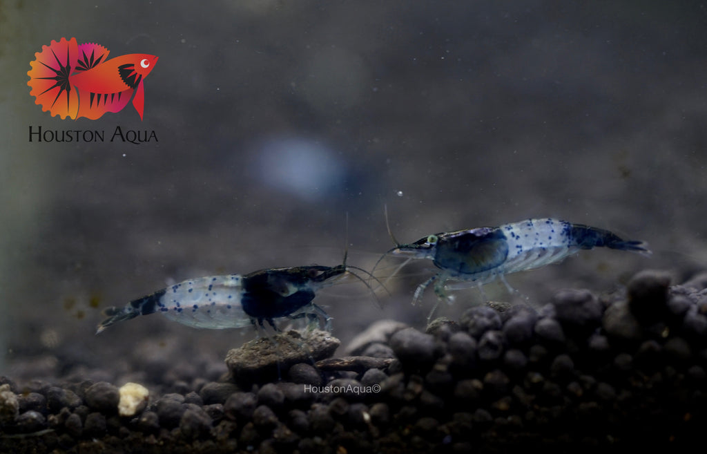 Candy Skittle MIXED COLORS - High Quality Neocaridina Freshwarter Shri ...