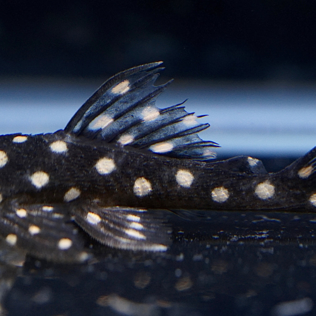 L201 SNOWBALL AKA ORINOCO ANGEL PLECO - Snow Ball Live Pleco Premium A ...