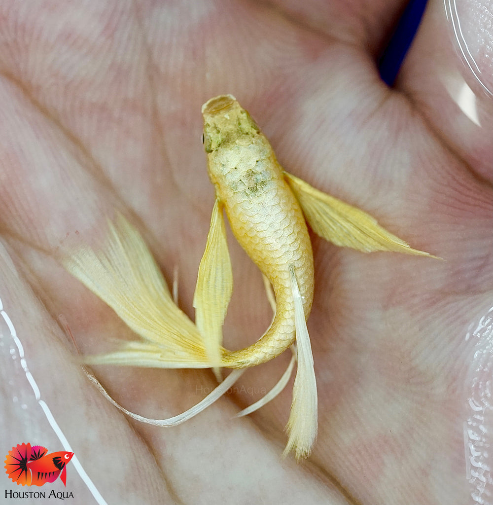 Full Gold 24k Guppy with Ribbons – Houston Aqua