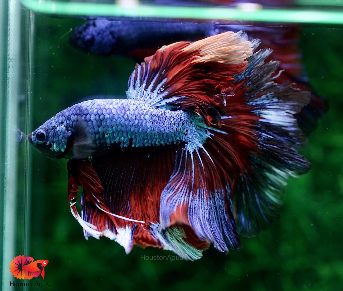 Red Halfmoon Betta Fish
