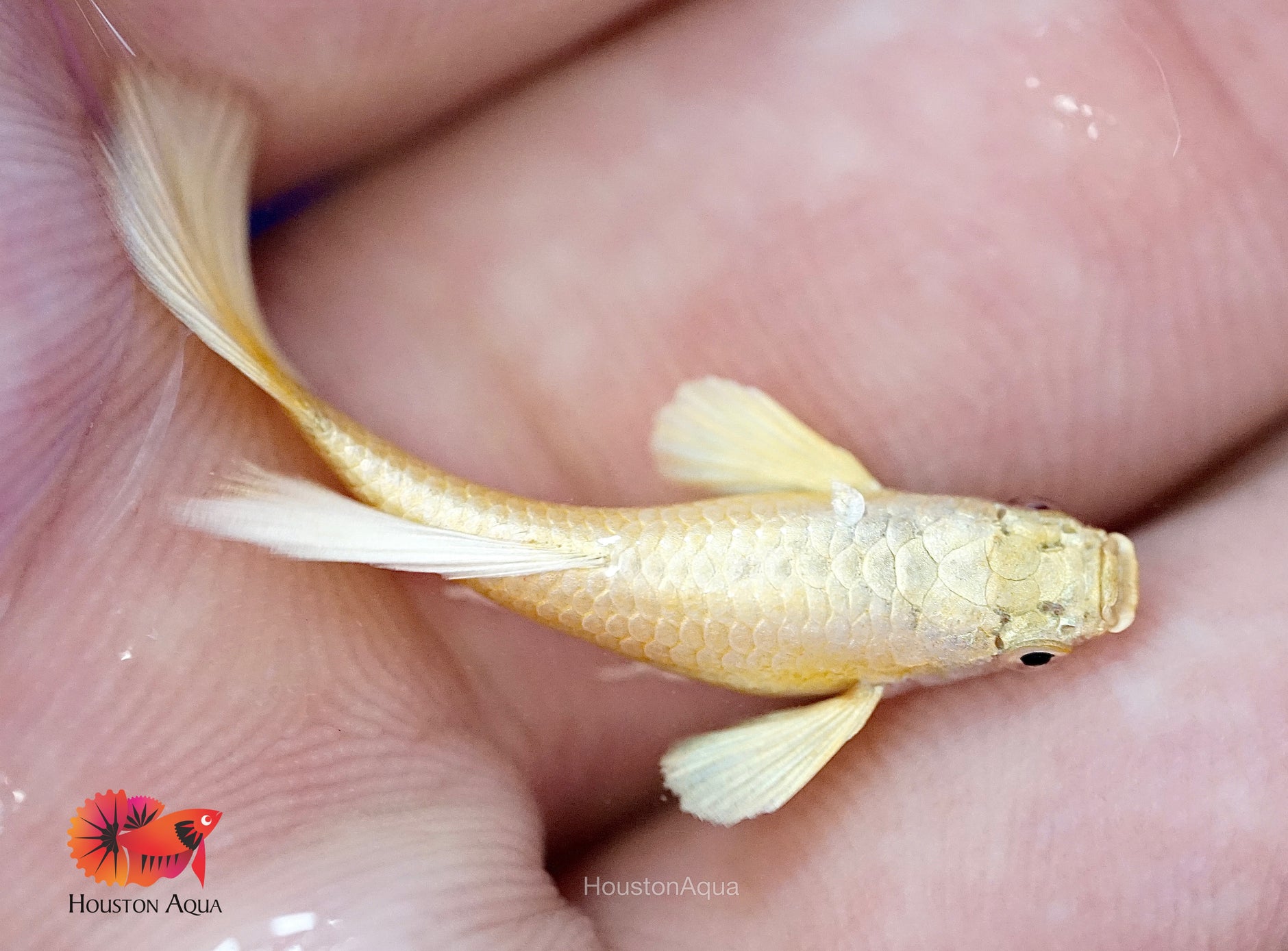 Houston Aqua - Tropical Fish Store