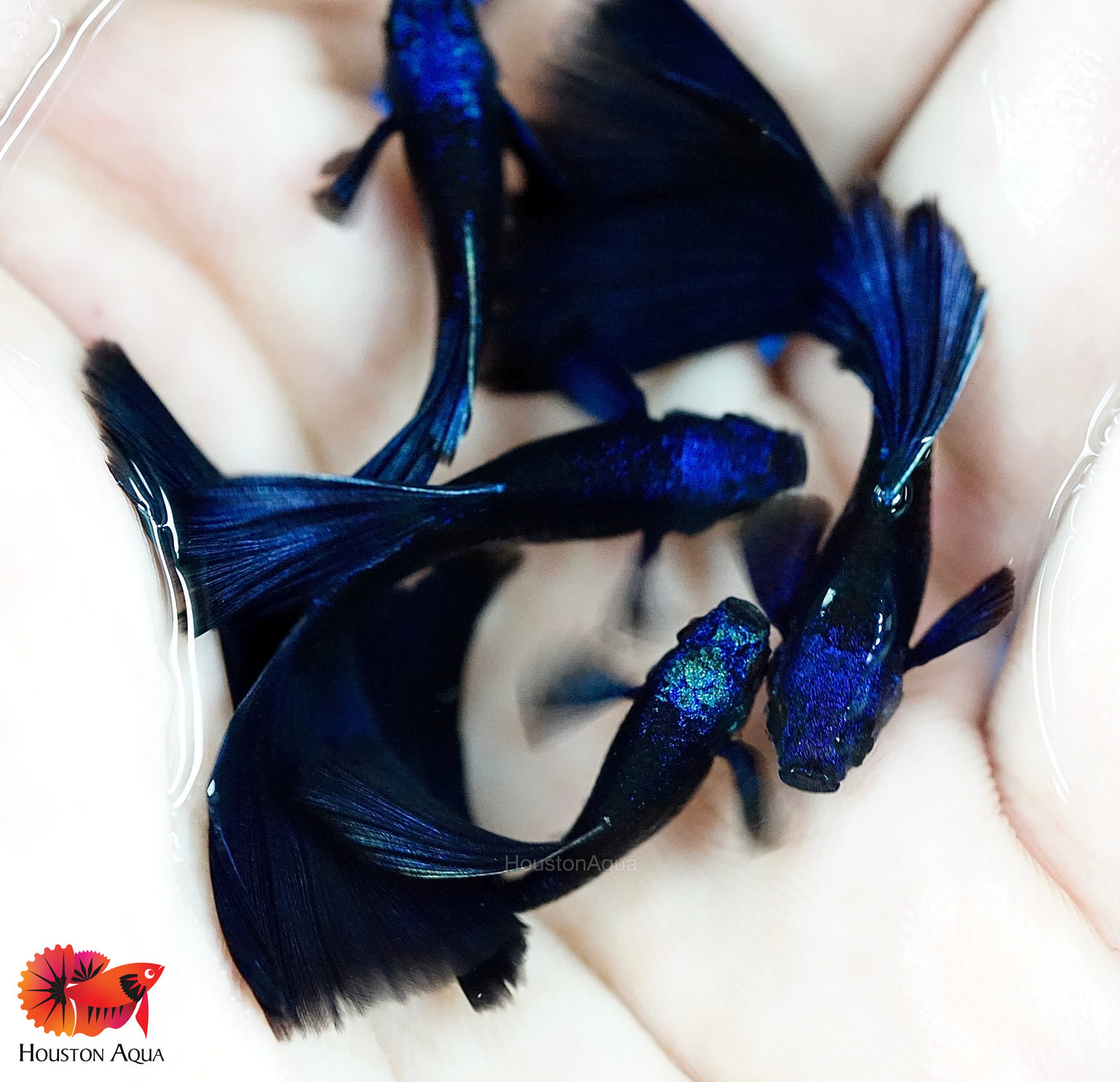 Copper Metallic Alien Wild Betta Live Fish – Houston Aqua